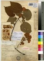 Dombeya torrida in Global Plants on JSTOR