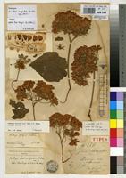 Dombeya torrida in Global Plants on JSTOR