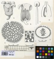 Bombax buonopozense in Global Plants on JSTOR