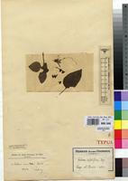 Calvoa sessiliflora in Global Plants on JSTOR