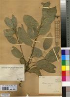 Strombosia glaucescens in Global Plants on JSTOR