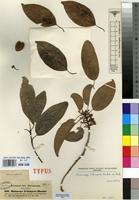 Mimusops laurifolia in Global Plants on JSTOR