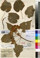 Dombeya torrida in Global Plants on JSTOR