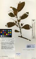 Terminalia glaucescens in Global Plants on JSTOR