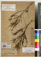 Acacia polyacantha in Global Plants on JSTOR