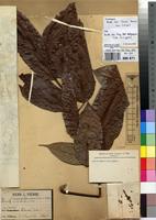 Aucoumea klaineana in Global Plants on JSTOR