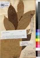 Parinari excelsa in Global Plants on JSTOR