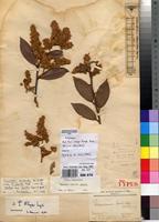 Parinari excelsa in Global Plants on JSTOR