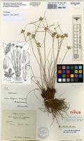 Syntype of Cyperus fibrillosus (Kuk.) Cherm. [family CYPERACEAE] on JSTOR