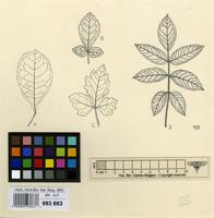 Commiphora sp. in Global Plants on JSTOR