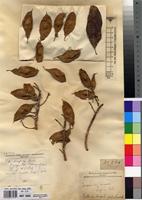Terminalia avicennioides in Global Plants on JSTOR