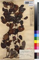 Entada scandens in Global Plants on JSTOR