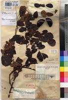 Entada scandens in Global Plants on JSTOR