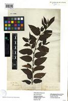 Celtis orientalis in Global Plants on JSTOR