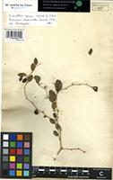 Rhamnus nabeca in Global Plants on JSTOR