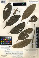 Avicennia africana in Global Plants on JSTOR