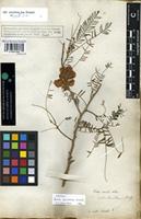 Cadia purpurea in Global Plants on JSTOR