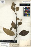 Avicennia africana in Global Plants on JSTOR