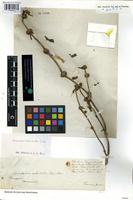 Mitracarpus villosus in Global Plants on JSTOR