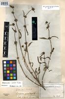 Mitracarpus scaber in Global Plants on JSTOR