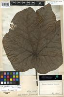 Cola gigantea in Global Plants on JSTOR