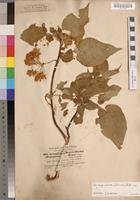 Dombeya torrida in Global Plants on JSTOR