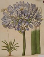 JSTOR Global Plants: Browse