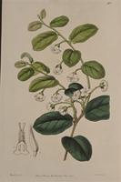 Royena lucida in Global Plants on JSTOR