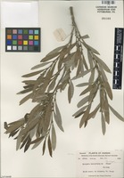 Paratype of Sycopsis salicifolia H.L. Li & Walker [family ...