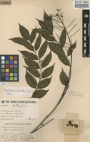 Filed as Fagara leprieurii Engl. [family RUTACEAE] on JSTOR