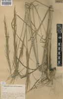 Loudetia simplex in Global Plants on JSTOR