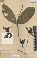 Monodora myristica in Global Plants on JSTOR