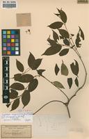 Cryptolepis sanguinolenta in Global Plants on JSTOR