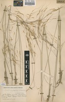 Filed as Loudetia simplex (Nees) C.E.Hubb. [family POACEAE] on JSTOR