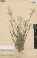 Digitaria horizontalis in Global Plants on JSTOR