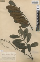 Hannoa klaineana in Global Plants on JSTOR