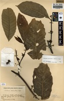 Funtumia elastica in Global Plants on JSTOR