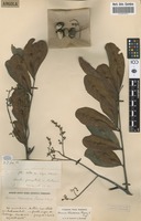 Hannoa klaineana in Global Plants on JSTOR