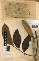 Funtumia elastica in Global Plants on JSTOR