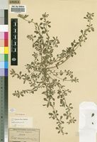 Lotus arabicus in Global Plants on JSTOR