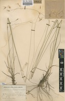 Filed as Loudetia simplex (Nees) C.E.Hubb. [family POACEAE] on JSTOR