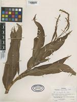 Polygonum acuminatum in Global Plants on JSTOR