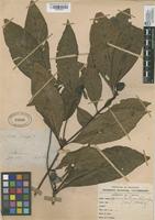 Filed as Sphinctanthus polycarpus (H. Karst.) Hook. f. [family ...