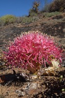 JSTOR Global Plants: Browse