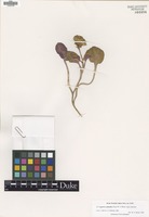 Isotype of Senecio soldanella A.Gray [family ASTERACEAE] on JSTOR