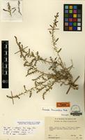 Suaeda fruticosa in Global Plants on JSTOR