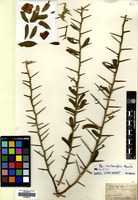 Balanites aegyptiaca in Global Plants on JSTOR