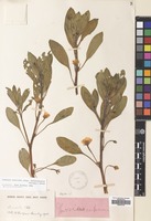 Jussiaea repens in Global Plants on JSTOR