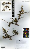 Commiphora kua in Global Plants on JSTOR