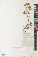 Jussiaea repens in Global Plants on JSTOR